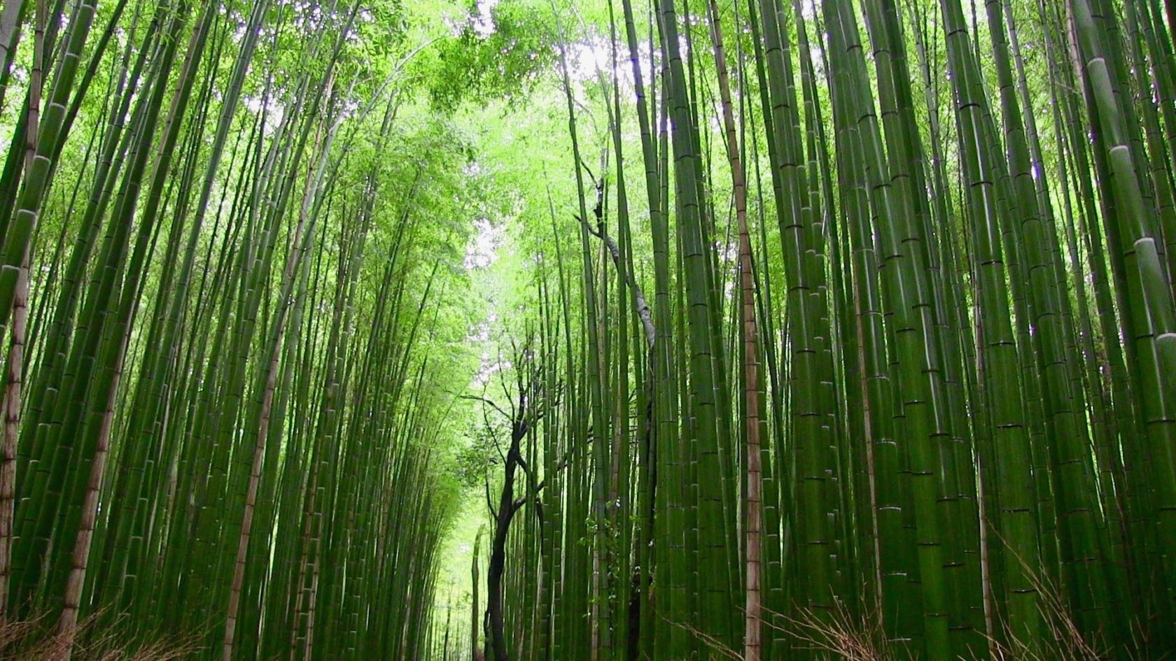 Ecology and habitats of bamboo in Taiwan - Taiwan Bamboo Society ...